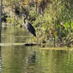 King's Bay Sunset Cruise - Why This Tour Works