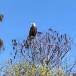 Kissimmee: 1 Hour Florida Everglades Pontoon Boat Tour - Overview of the Experience