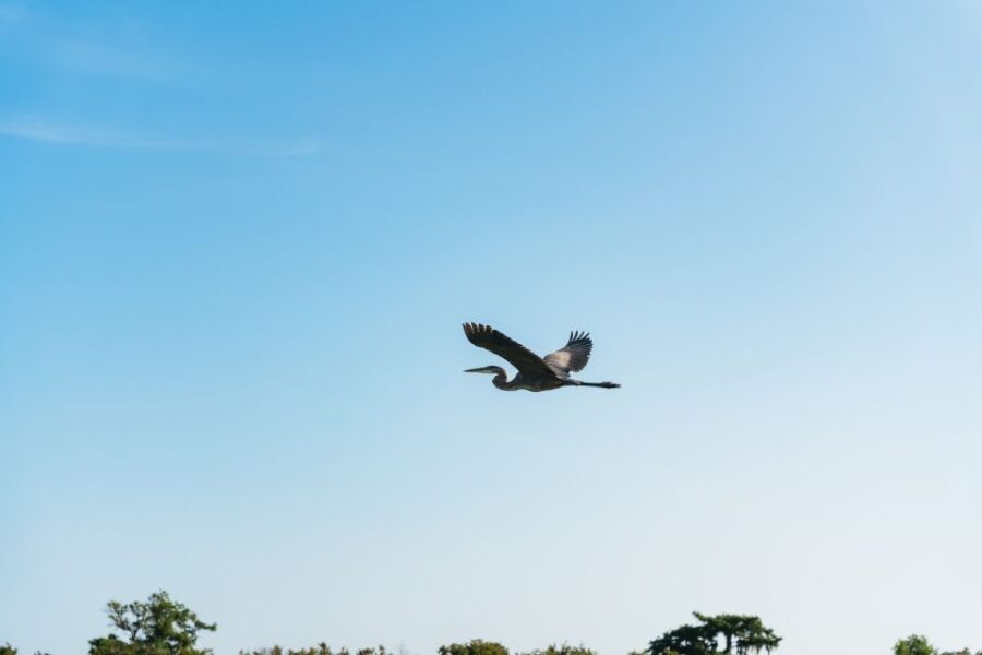Kissimmee: Everglades Airboat Adventure Tour - Who Will Love This Tour?