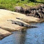 Kissimmee: Explore Lakefront Adventure on Electric Trike - Practical Details to Keep in Mind