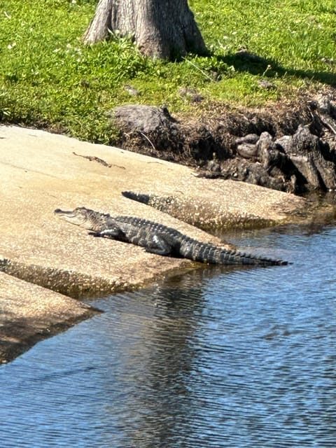 Kissimmee: Explore Lakefront Adventure on Electric Trike - Practical Details to Keep in Mind