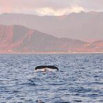 Ko Olina Captain's Sunset + Tasting - Why This Tour Offers Great Value