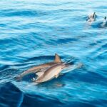 Kona Afternoon Dolphin Watch & Snorkel on the Big Isand - Guides and Experience Quality