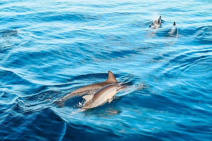Kona Afternoon Dolphin Watch & Snorkel on the Big Isand - Guides and Experience Quality