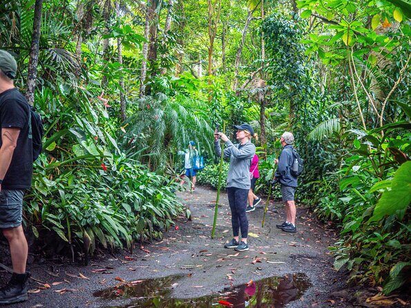 Kona Cloud Forest Sanctuary Pantropical Tour (1.5 hrs) - A Closer Look at the Kona Cloud Forest Sanctuary Pantropical Tour