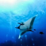 Kona: Manta Ray Night Snorkel Adventure - Is It Worth the Cost?