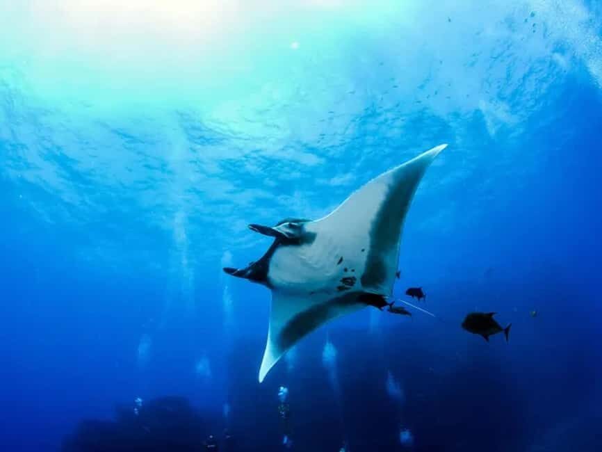 Kona: Manta Ray Night Snorkel Adventure - Is It Worth the Cost?
