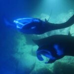 Kona Manta Ray Night Snorkel (Manta Guarantee Policy) - What Sets This Tour Apart?