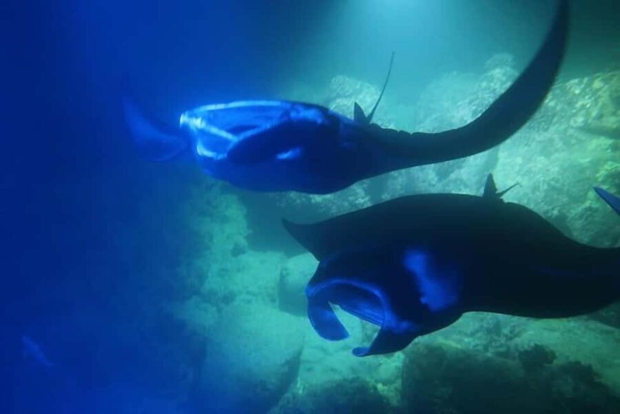 Kona Manta Ray Night Snorkel (Manta Guarantee Policy) - What Sets This Tour Apart?