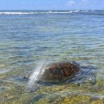 Kona Port: Private History & Farmer's Market Excursion - What This Tour Means for You