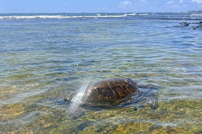 Kona Port: Private History & Farmer's Market Excursion - What This Tour Means for You