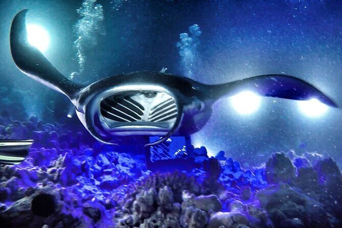 Kona Town Manta Sunset Snorkel - Why You Should Consider This Tour