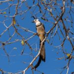 La Crucecita: Hiking and Snorkling/ Drinks and Fruits - Why This Tour Offers Great Value
