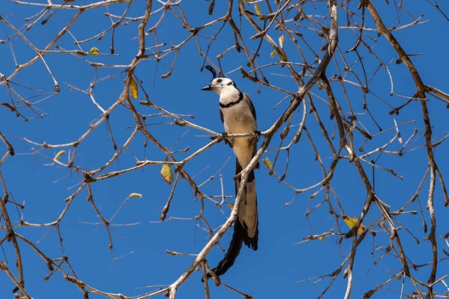 La Crucecita: Hiking and Snorkling/ Drinks and Fruits - Why This Tour Offers Great Value