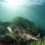 La Jolla: 2.5-Hour Kayak and Snorkel Tour - Key Points