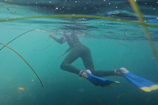 La Jolla Snorkel with the Leopard Sharks - Key Points