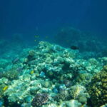 La Paz: Coral Farm Snorkel Tour - Why This Tour Is Worth Considering