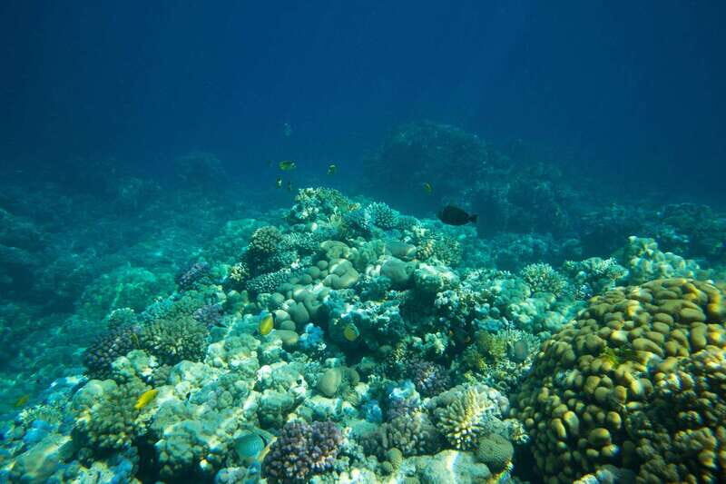 La Paz: Coral Farm Snorkel Tour - Why This Tour Is Worth Considering