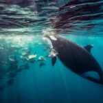 La Paz or La Ventana: Ocean Safari - What Travelers Say