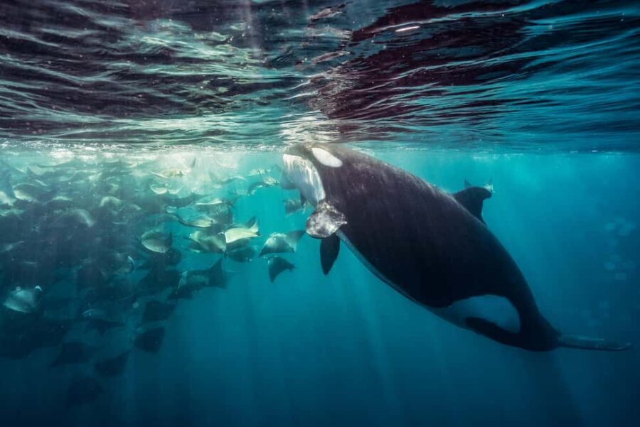 La Paz or La Ventana: Ocean Safari - What Travelers Say