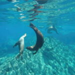 La Paz: Sea Lion Snorkeling at Espirtu Santo Island - Final Thoughts: Is It Worth It?