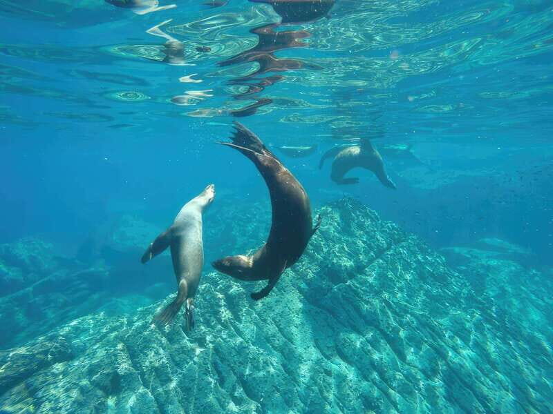 La Paz: Sea Lion Snorkeling at Espirtu Santo Island - Final Thoughts: Is It Worth It?