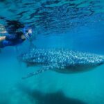 La Paz Whale Shark Snorkeling Tour and Lunch From Los Cabos - Practical Details: What You Need to Know
