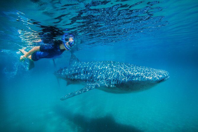 La Paz Whale Shark Snorkeling Tour and Lunch From Los Cabos - Practical Details: What You Need to Know