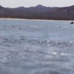 La Paz Wildlife Ocean Safari & Beach Club Leisure in La Ventana - An In-Depth Look at the La Paz Wildlife Ocean Safari & Beach Club Tour