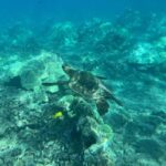 Lahaina: Olowalu Coral Reef Snorkeling Tour - Authentic Marine Encounters and Learning Opportunities