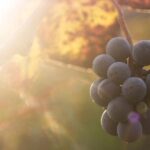 Lake Country Casual Experience - The Itinerary in Detail