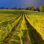 Lake Country: Full-Day Wine Tour with Tastings - Practical Details and Comfort