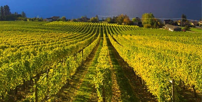 Lake Country: Full-Day Wine Tour with Tastings - Practical Details and Comfort