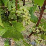 Lake Country Wine Tour (full day) - Who Will Love This Tour?