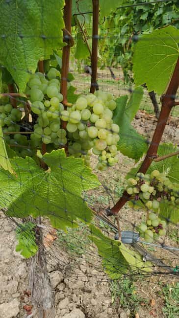 Lake Country Wine Tour (full day) - Who Will Love This Tour?