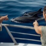 Lana'i Snorkel And Dolphin Quest with Maui Turtle Spot Tour - What to Expect on This Maui and Lana’i Marine Adventure