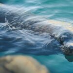Lands End Experience  Arch, Beaches & Marine Life - The Itinerary In-Depth