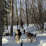 Large Groups for Mushing Activity - Authenticity and Experience