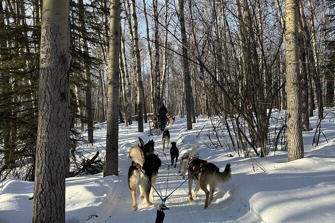 Large Groups for Mushing Activity - Authenticity and Experience