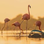 Las Coloradas and Ría Lagartos - Ría Lagartos: A Wildlife Sanctuary Turned Birdwatchers Heaven
