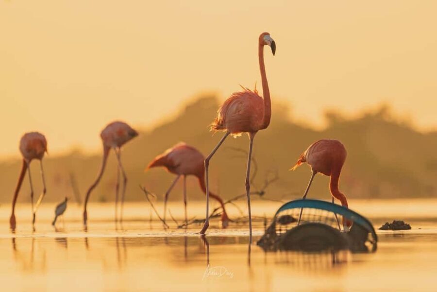 Las Coloradas and Ría Lagartos - Ría Lagartos: A Wildlife Sanctuary Turned Birdwatchers Heaven