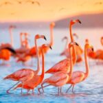 Las Coloradas and Rio Lagartos only from Merida - Who Should Consider This Tour?