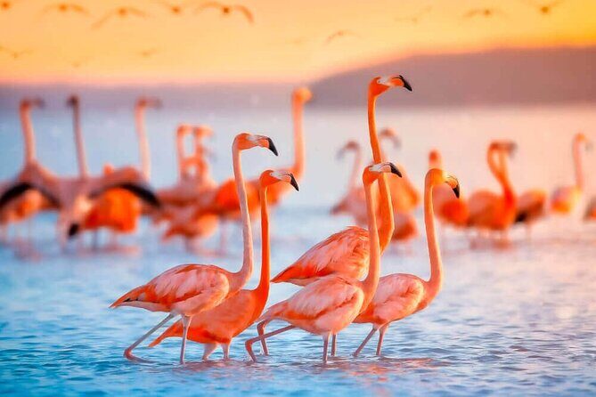 Las Coloradas and Rio Lagartos only from Merida - Who Should Consider This Tour?