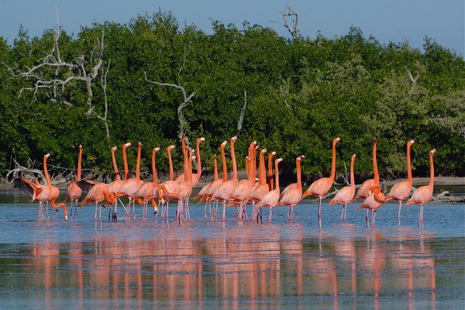 Las Coloradas and Rio Lizards private tour from Valladolid - Who Will Love This Tour?