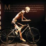 Las Vegas: BODIES | The Exhibition at the Luxor - The Experience Itself: From Skeptic to Enthusiast