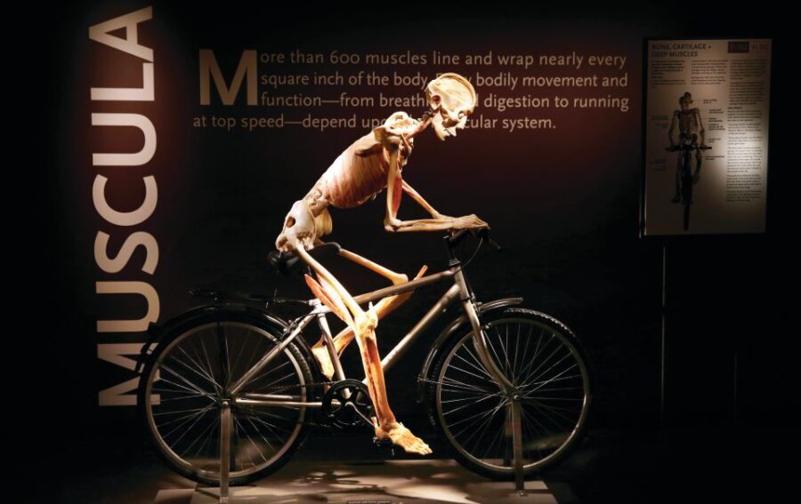 Las Vegas: BODIES | The Exhibition at the Luxor - The Experience Itself: From Skeptic to Enthusiast