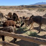 Las Vegas: Camel Safari Zoo Safari Tram Tour - The Scenic and Educational Tram Ride