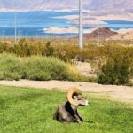 Las Vegas: Guided Kayak Tour from Willow Beach to Emerald Cave - Analyzing Value and Suitability