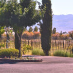 Las Vegas / Pahrump Wine Tasting Tour and snacks - What We Loved About the Experience