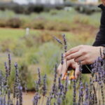 Lavender Experience Valle de Guadalupe - Guided Field Tour - Exploring the Tour Itinerary in Detail